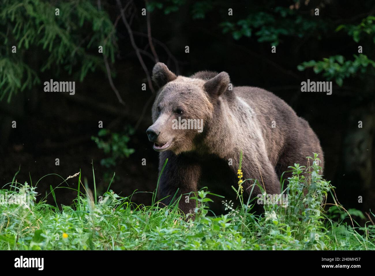 Romania bearwatching hi-res stock photography and images - Alamy