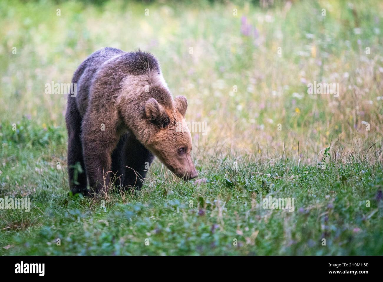 European Brown Bears in Transylvania (Baile Homorod, Romania Stock ...
