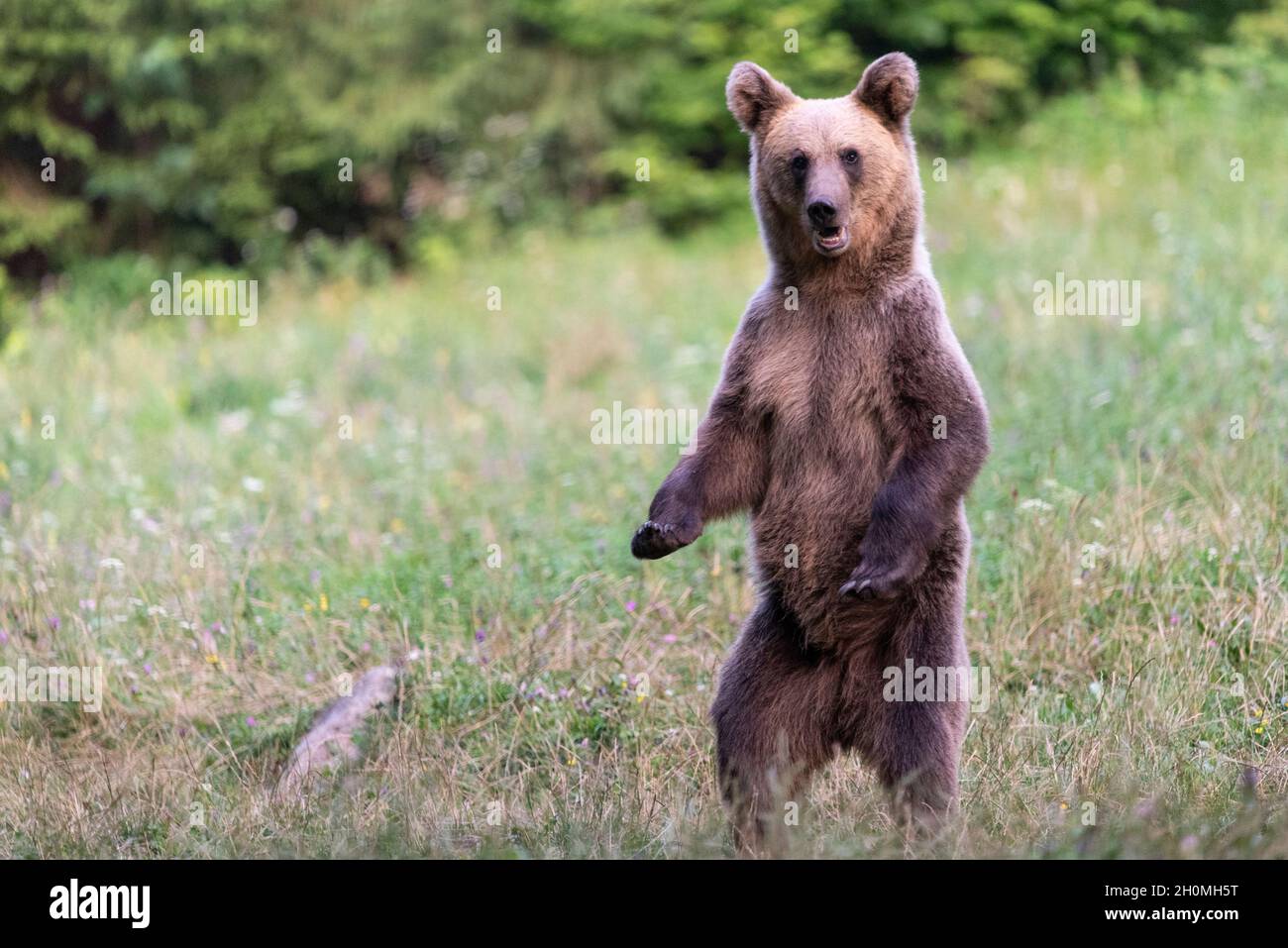 Baile homorod hi-res stock photography and images - Alamy