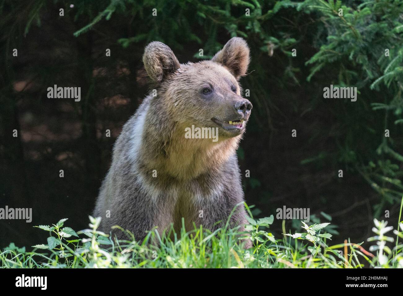 European Brown Bears in Transylvania (Baile Homorod, Romania Stock ...
