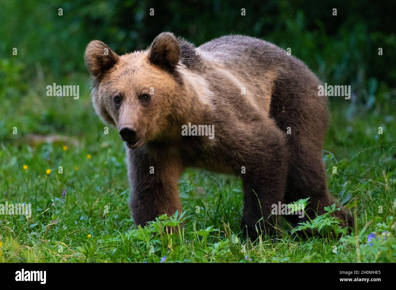 European brown bears hi-res stock photography and images - Alamy