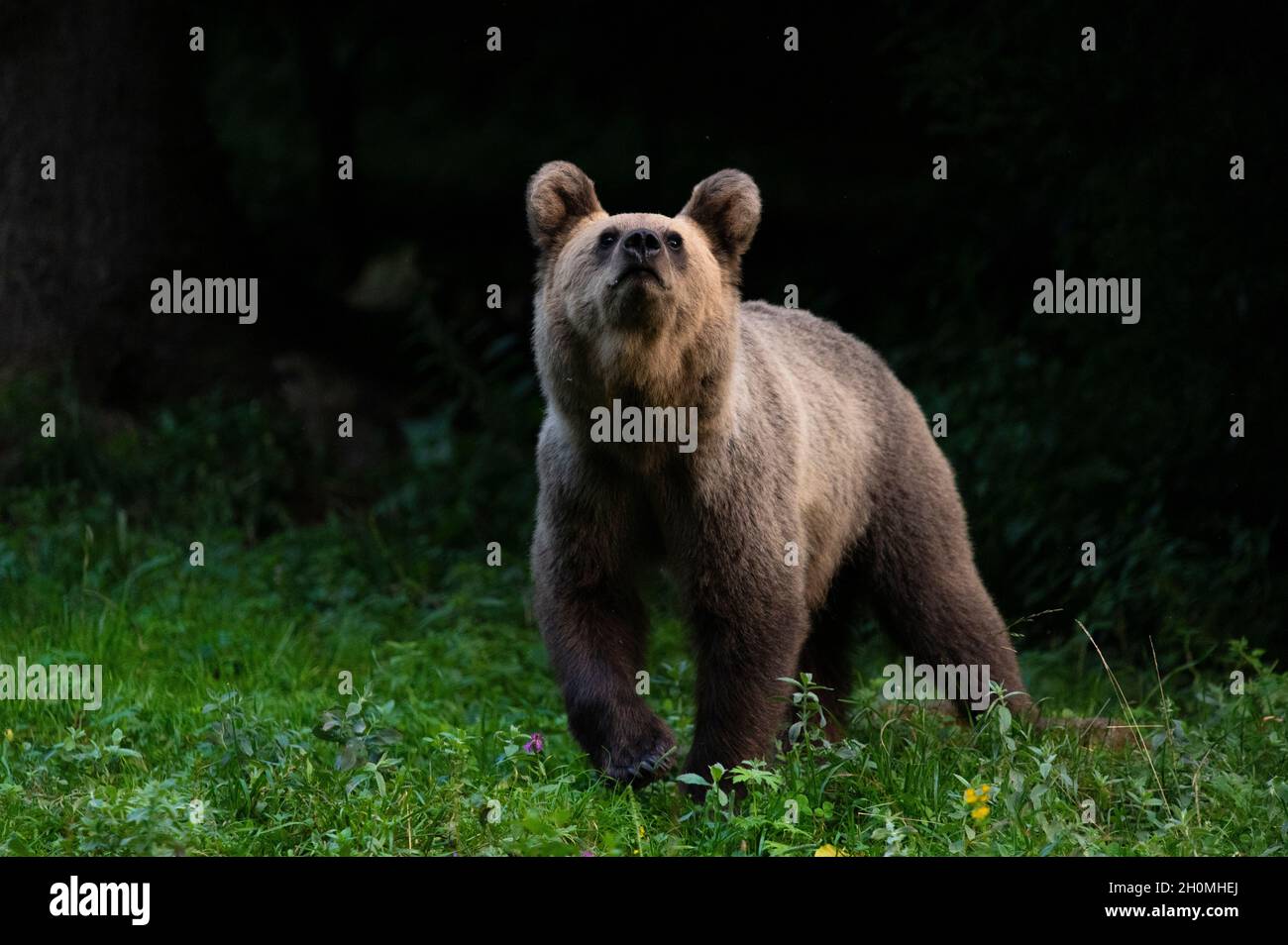 European Brown Bears in Transylvania (Baile Homorod, Romania Stock ...