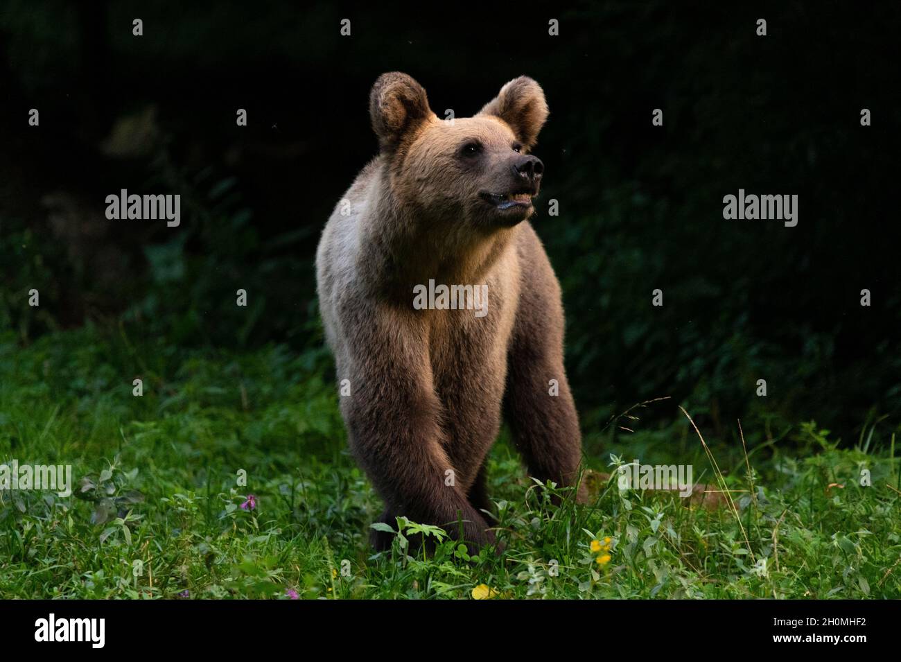 European Brown Bears in Transylvania (Baile Homorod, Romania Stock ...