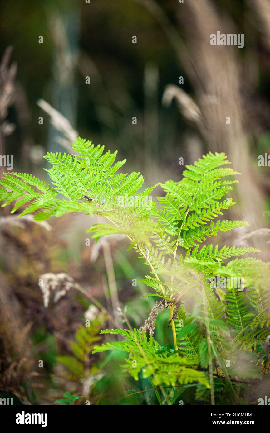 Selective of green fern branches Stock Photo - Alamy