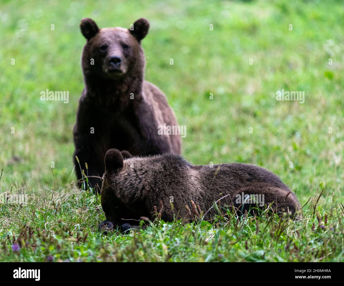 Transylvania bearwatching hi-res stock photography and images - Alamy