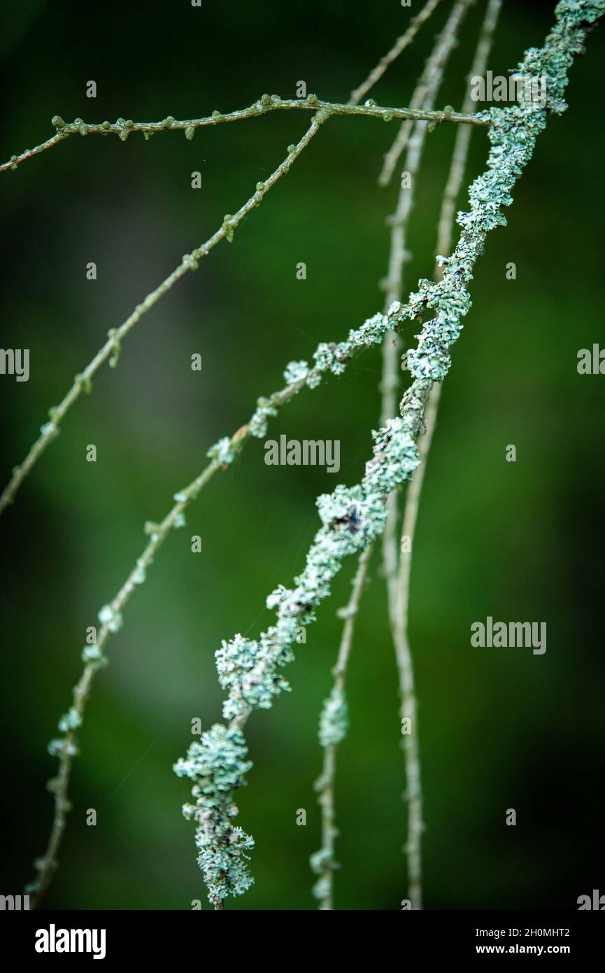 Selective of a branch with sprouts Stock Photo - Alamy