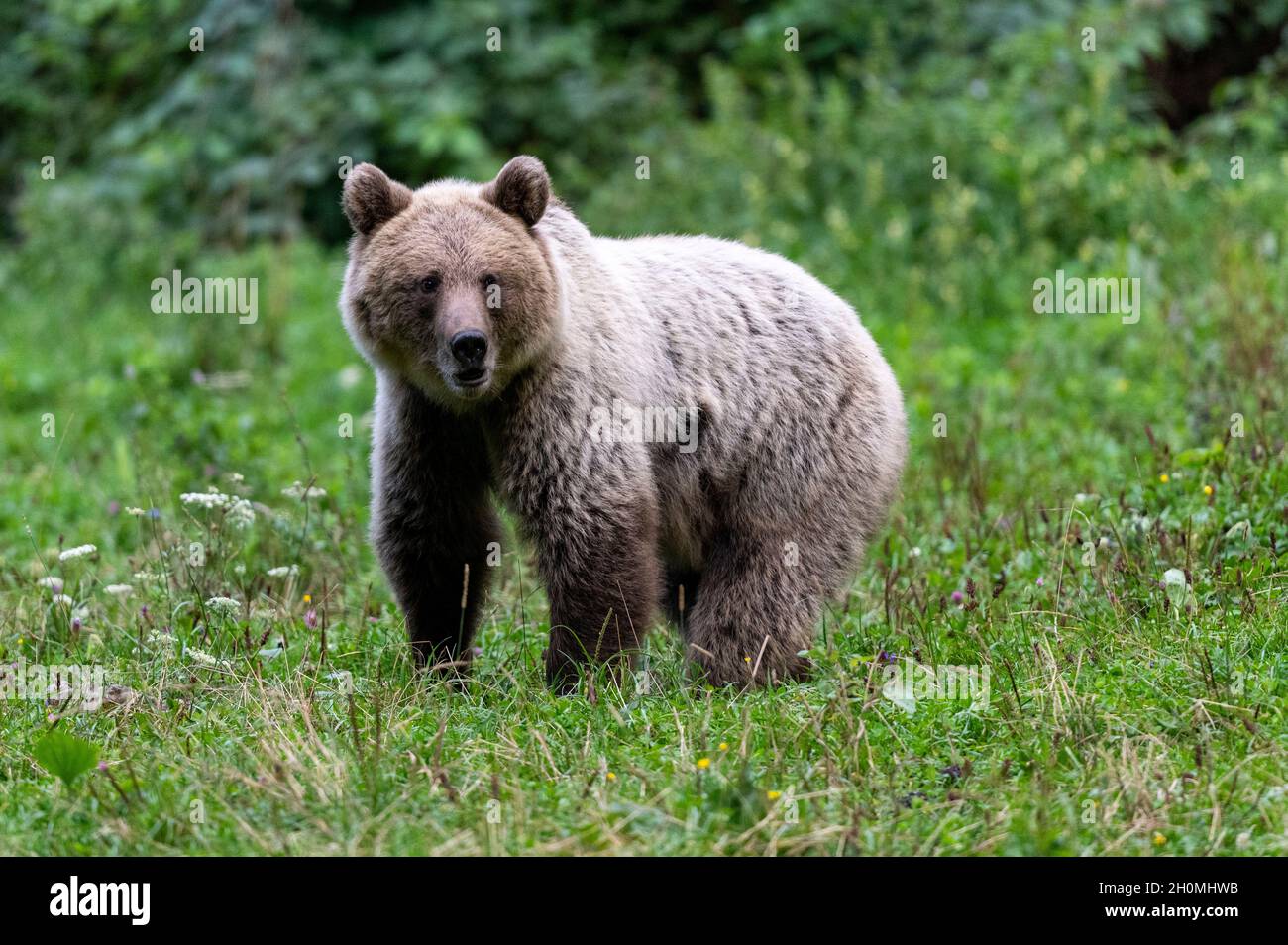 Brown Bears in Transylvania (Baile Homorod, Romania Stock Photo - Alamy