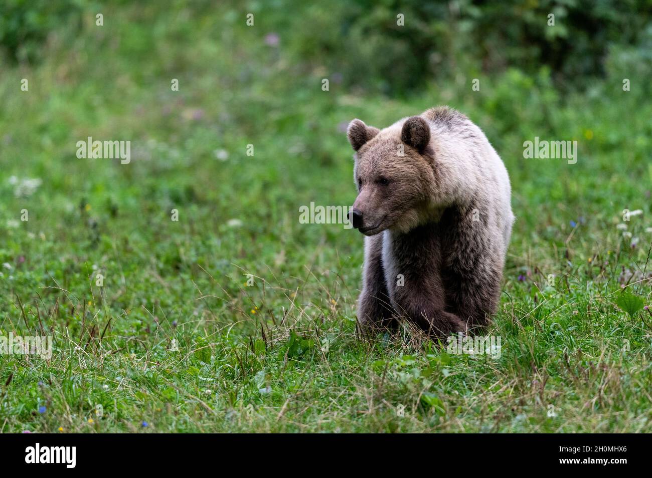 Brown Bears in Transylvania (Baile Homorod, Romania Stock Photo - Alamy