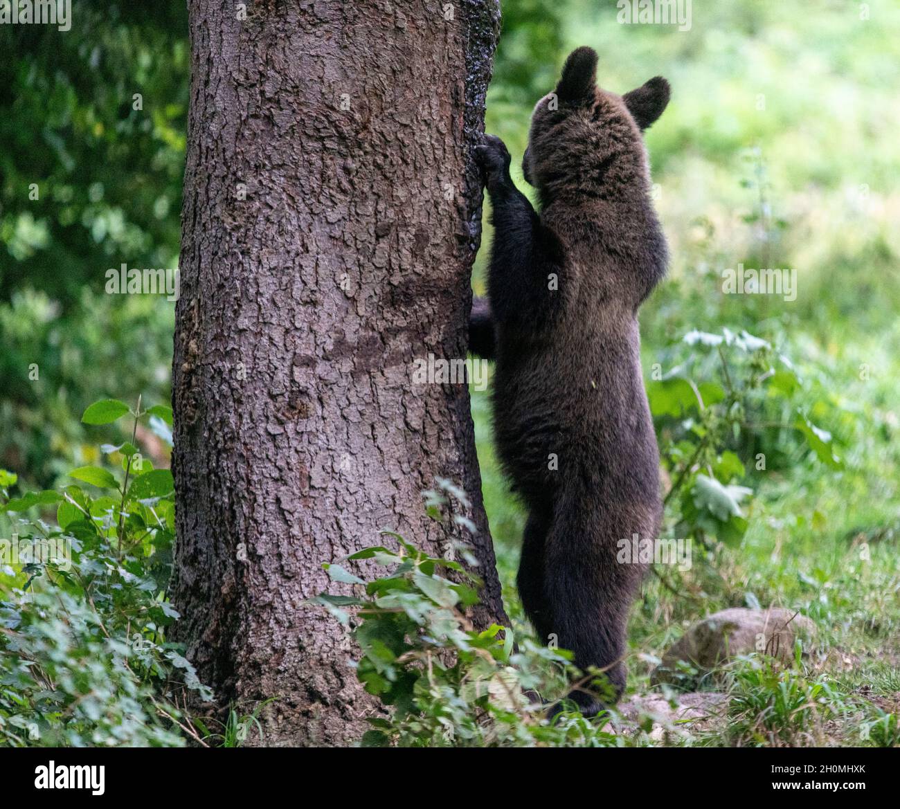 Transylvania bearwatching hi-res stock photography and images - Alamy