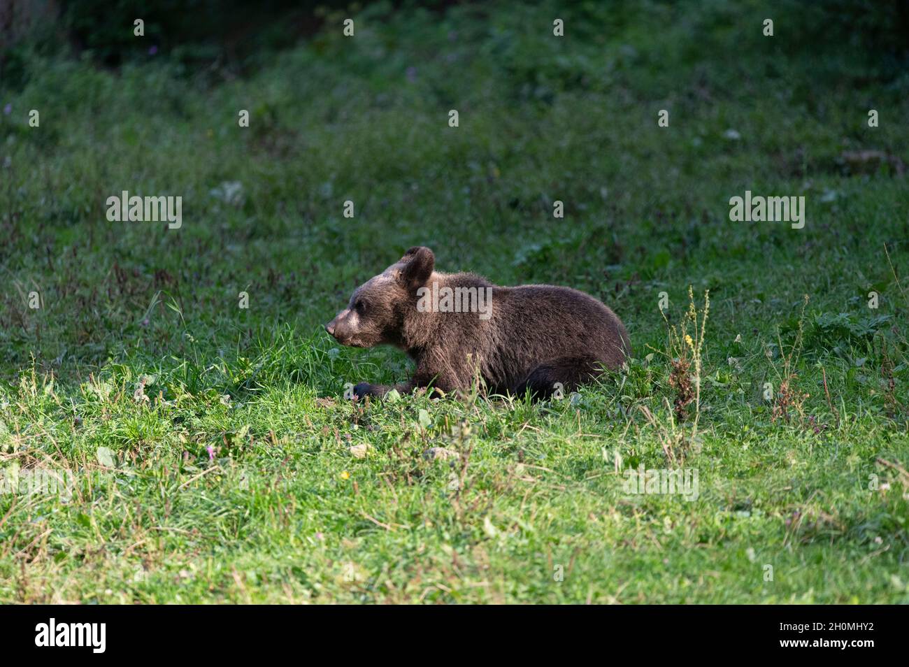 Brown Bear Cub in Transylvania (Baile Homorod, Romania Stock Photo - Alamy