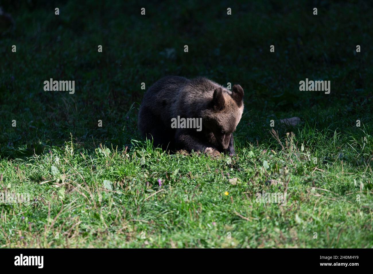 Brown Bear Cub in Transylvania (Baile Homorod, Romania Stock Photo - Alamy