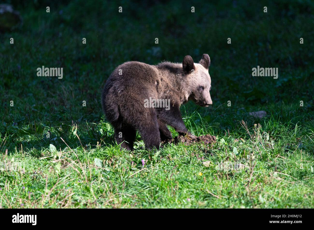 Brown Bear Cub in Transylvania (Baile Homorod, Romania Stock Photo - Alamy