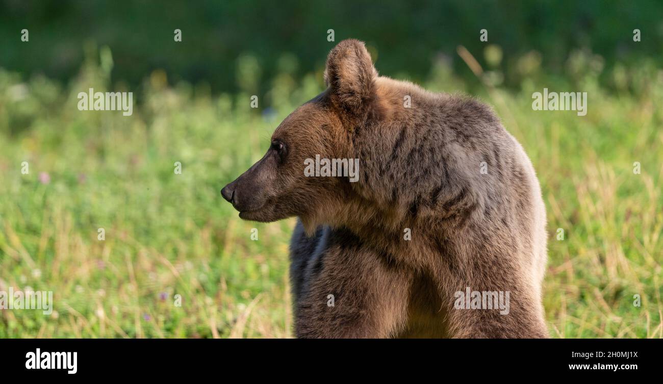 Brown Bears in Transylvania (Baile Homorod, Romania Stock Photo - Alamy