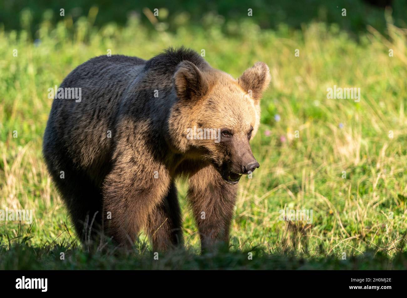 Transylvania bearwatching hi-res stock photography and images - Alamy