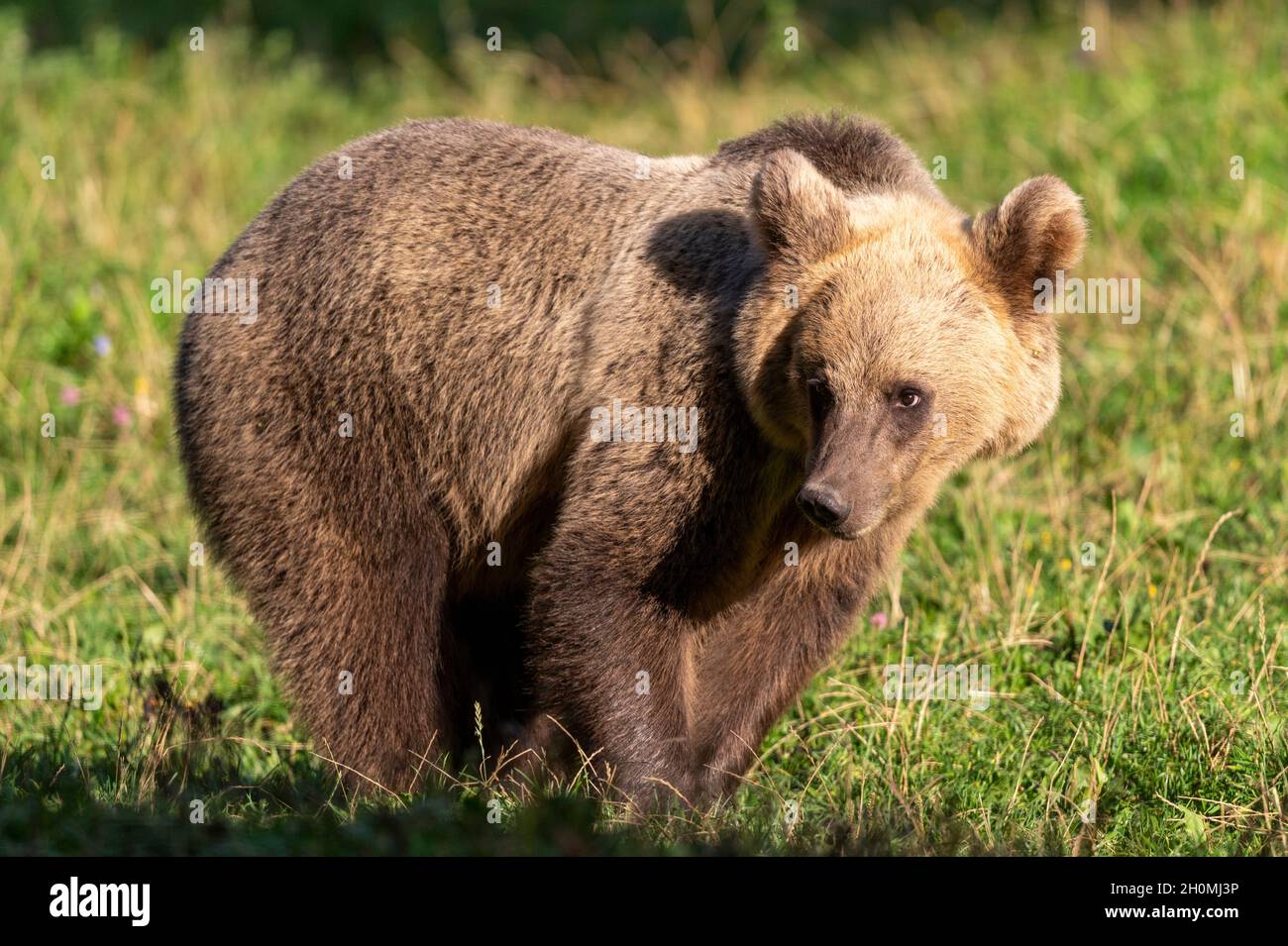 Romania brown bear hi-res stock photography and images - Alamy