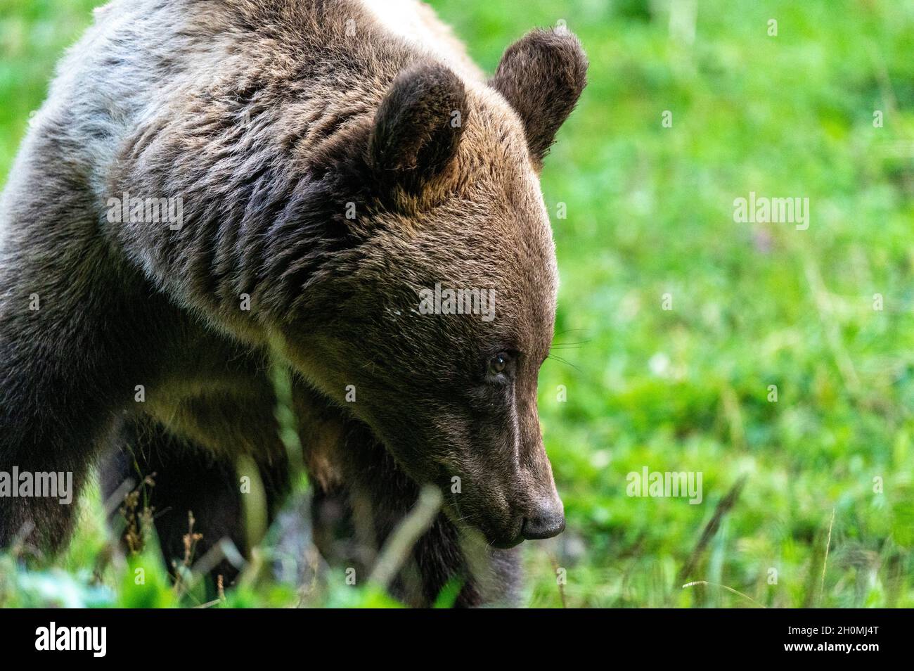 Transylvania bear cubs hi-res stock photography and images - Alamy