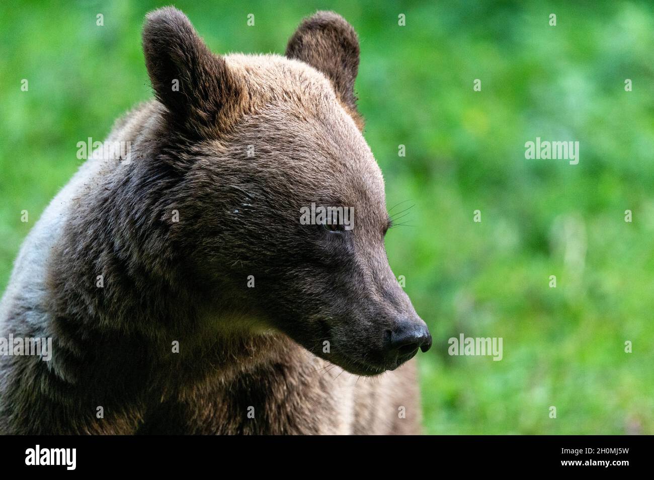Brown Bears in Transylvania (Baile Homorod, Romania Stock Photo - Alamy