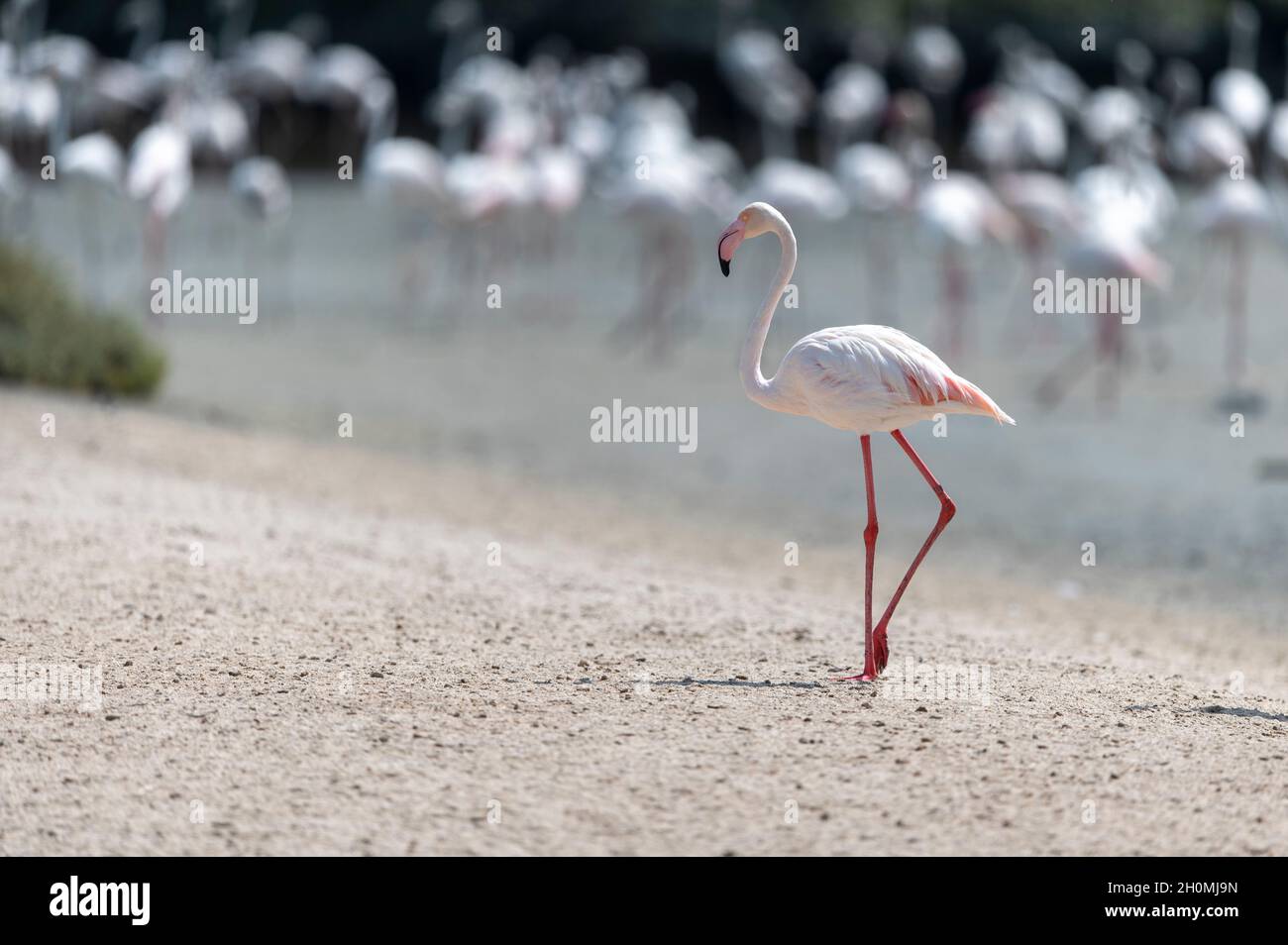 Flamingos in Ras al Khor Reservation, Dubai, UAE Stock Photo - Alamy