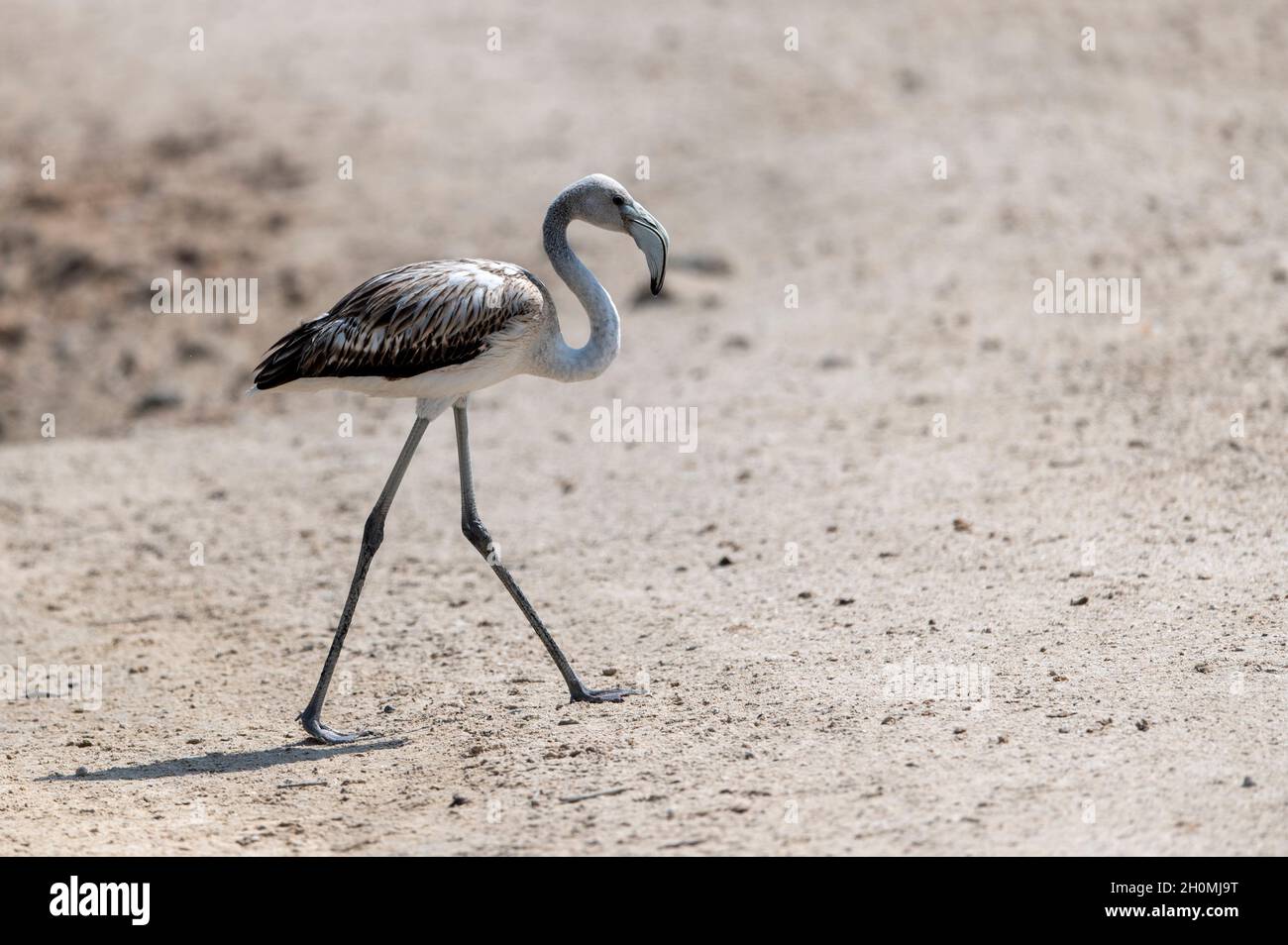 Flamingos in Ras al Khor Reservation, Dubai, UAE Stock Photo - Alamy