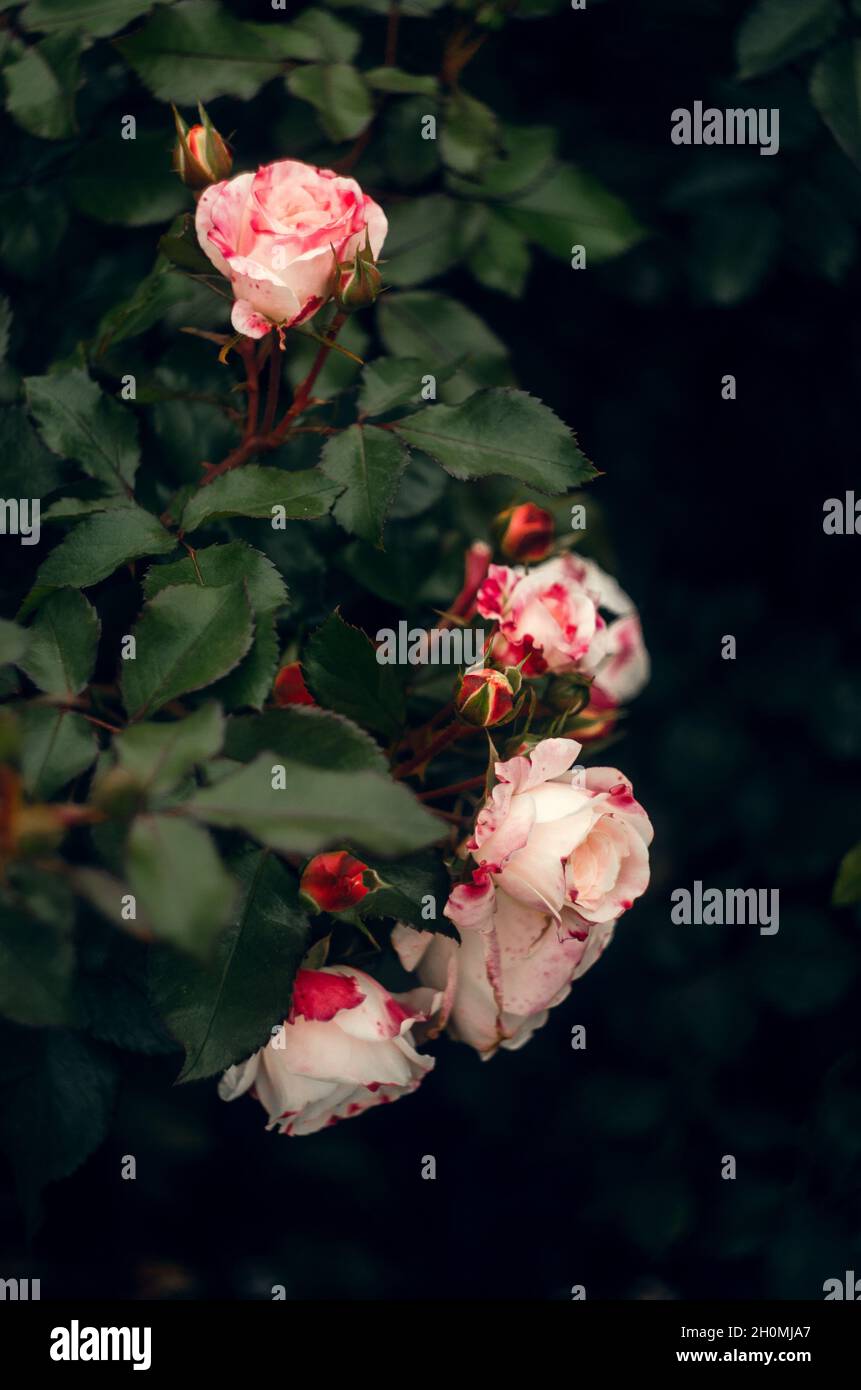 Selective of elegant roses on the bush in a garden Stock Photo - Alamy