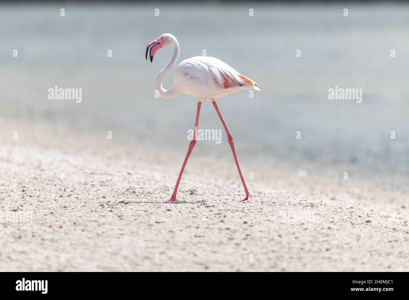 Flamingos in Ras al Khor Reservation, Dubai, UAE Stock Photo - Alamy