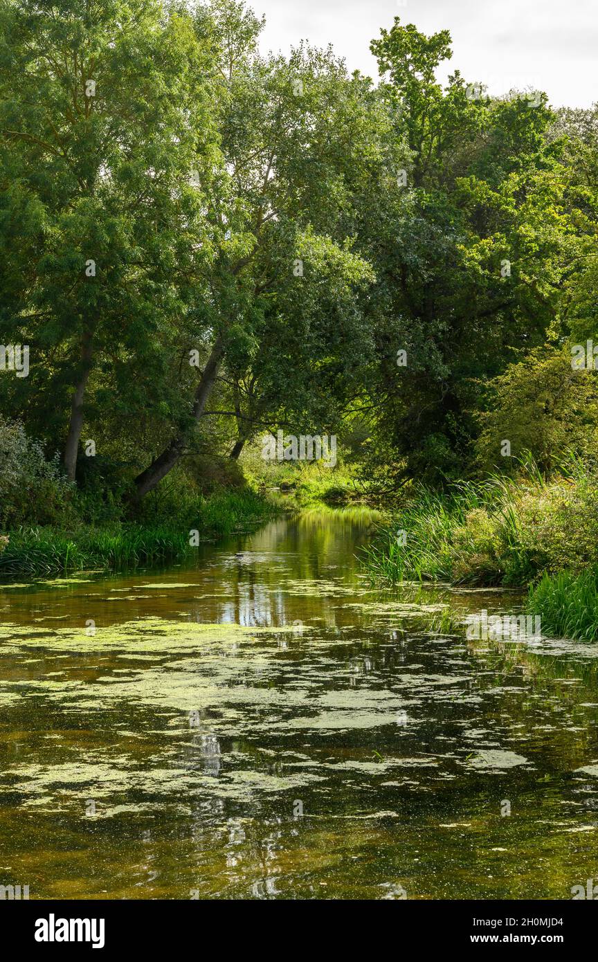 River stour suffolk overhanging hi-res stock photography and images - Alamy