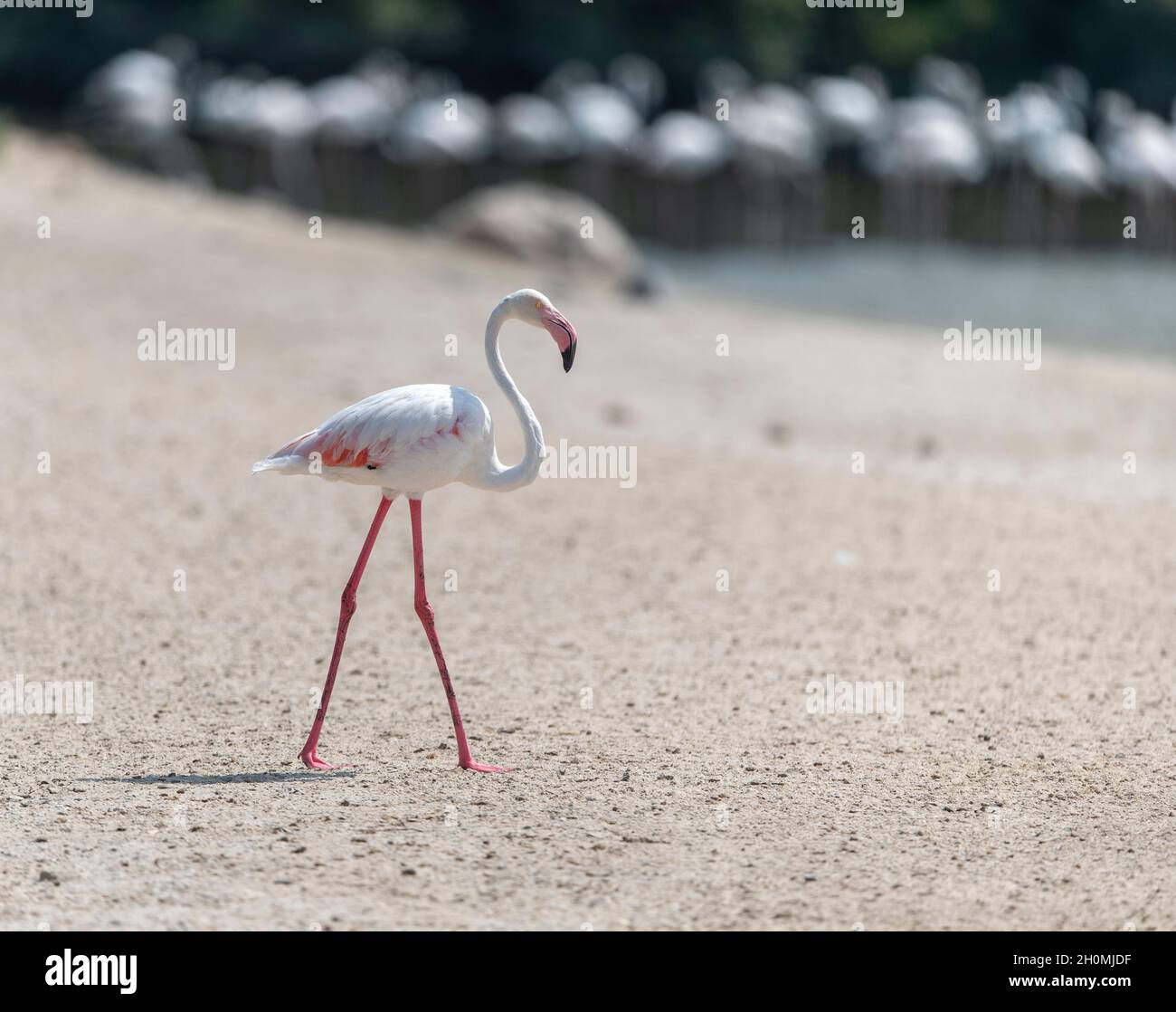 Flamingos in Ras al Khor Reservation, Dubai, UAE Stock Photo - Alamy