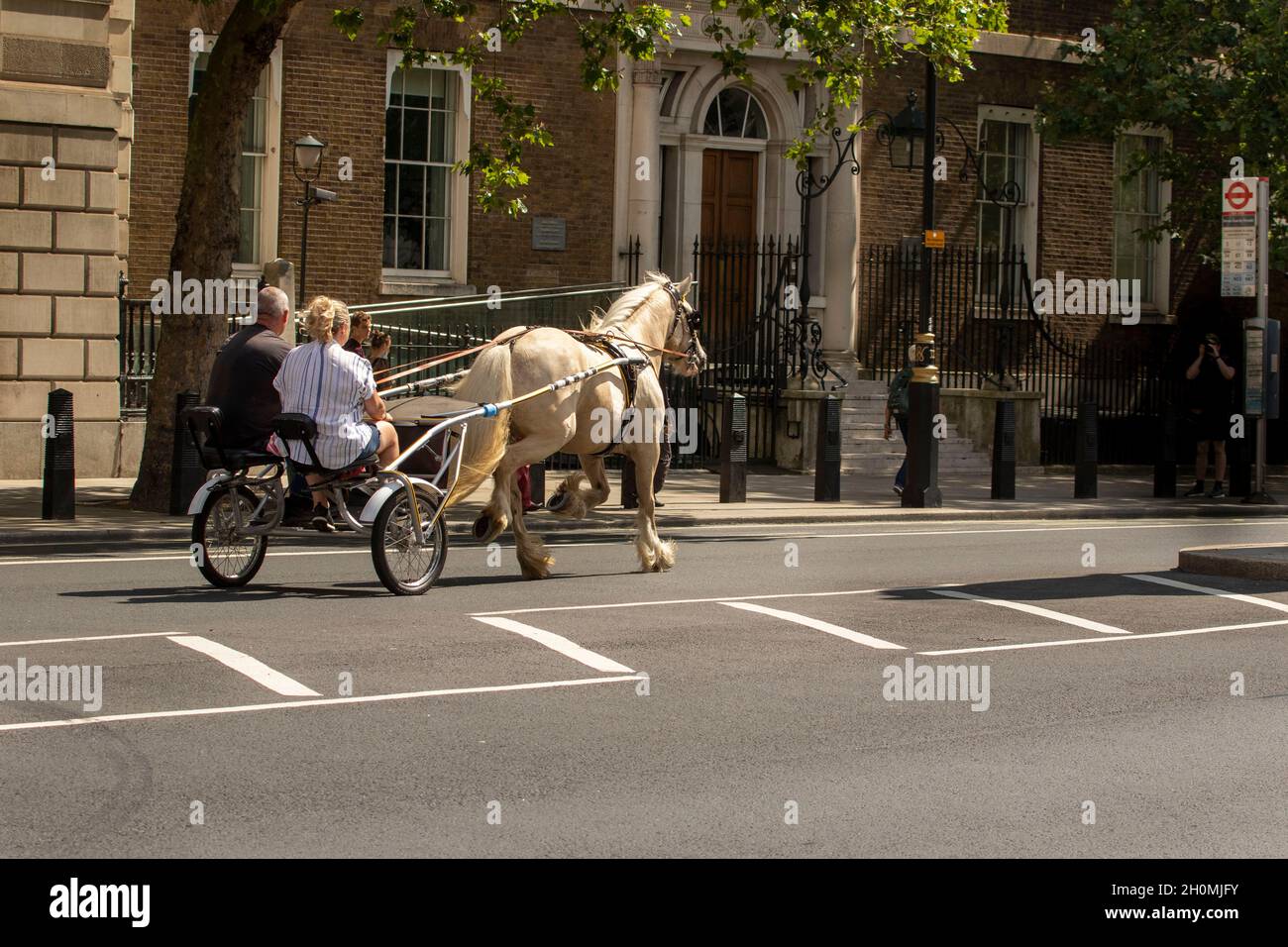 Pony and Trap being driven on the road in Westminster, London, England ...