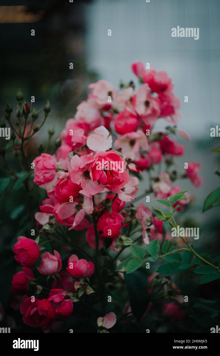 Selective of elegant roses on the bush in a garden Stock Photo - Alamy