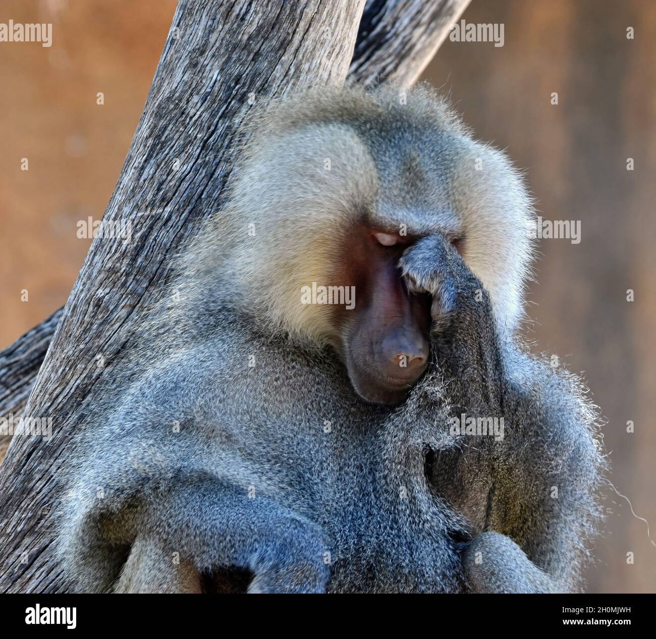 Thinking baboon close up hi-res stock photography and images - Alamy