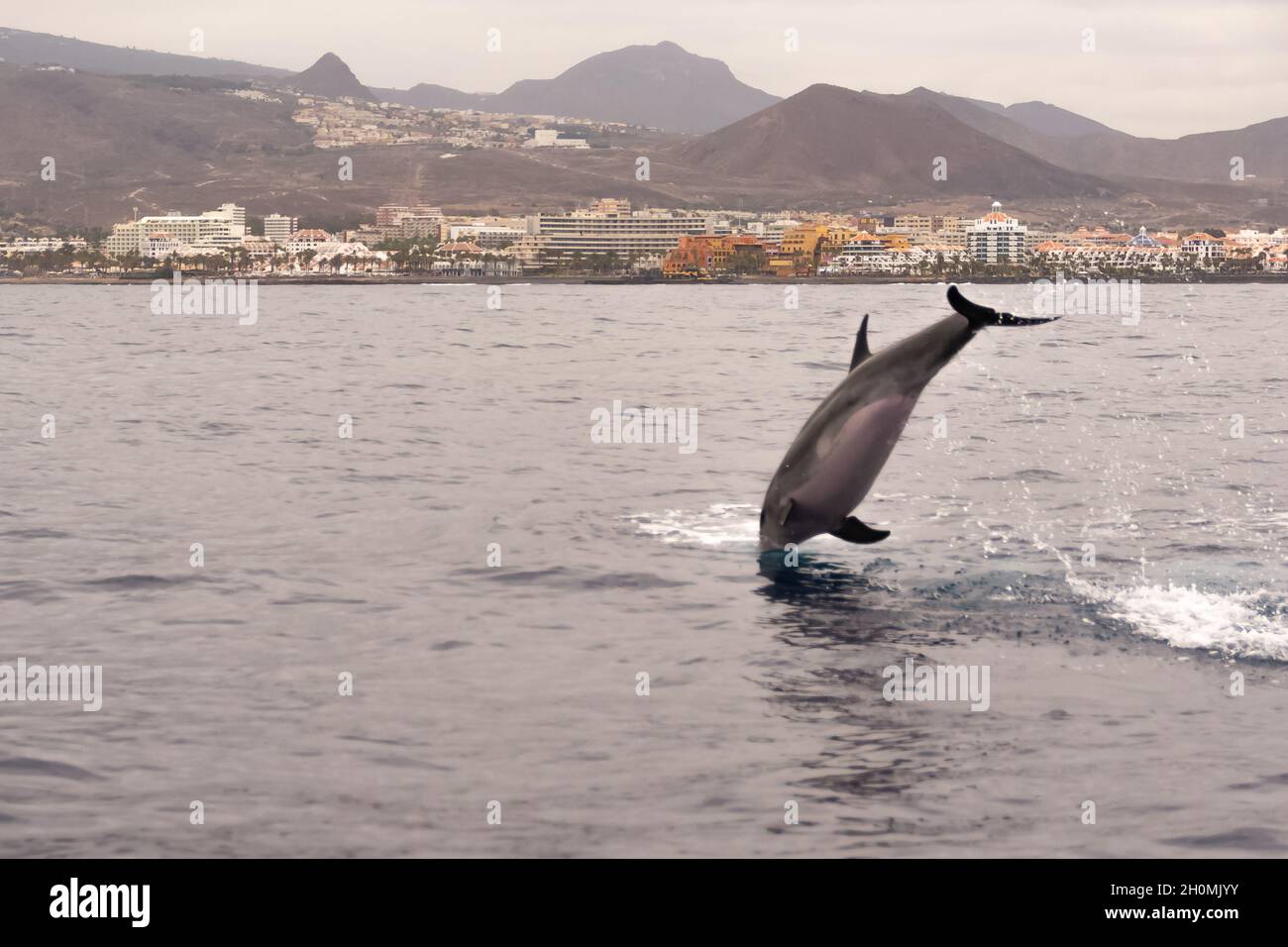 Picture of a dolphin diving in the ocean Stock Photo - Alamy