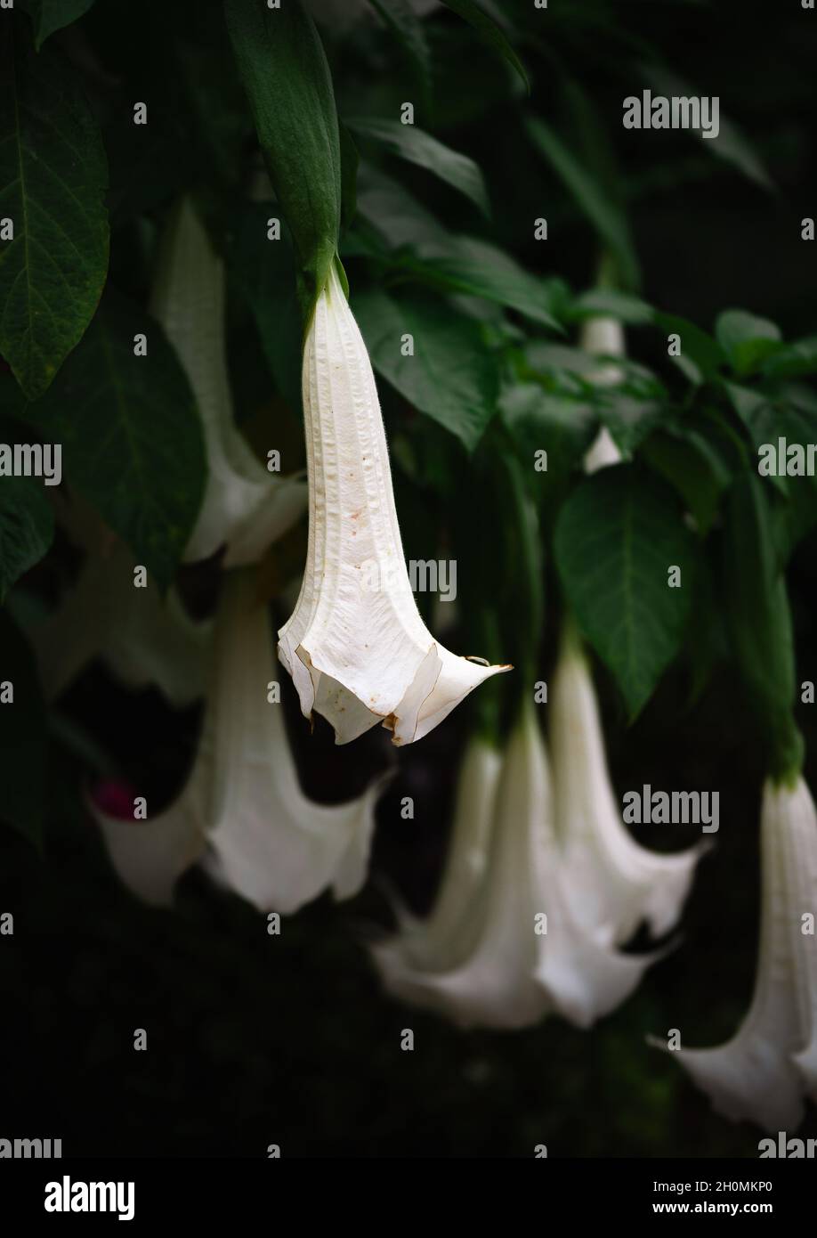 Angels trumpet plant High Resolution Stock Photography and Images - Alamy