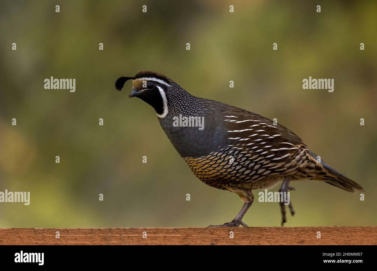 California Valley Quail High Resolution Stock Photography and Images ...