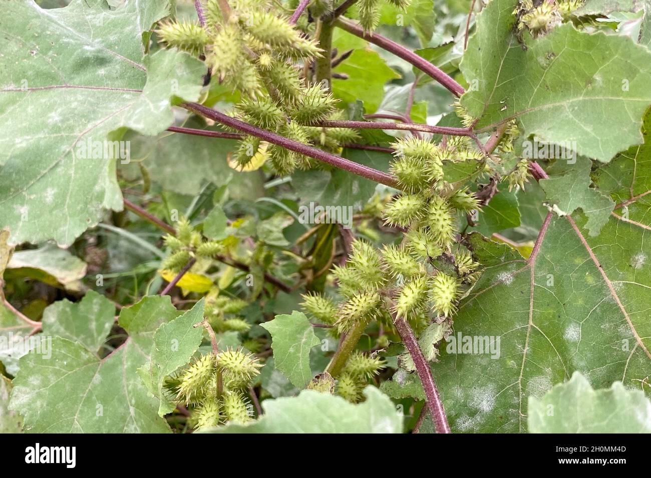 Fruits and leaves of Rough cocklebur (Xanthium strumarium, clotbur ...