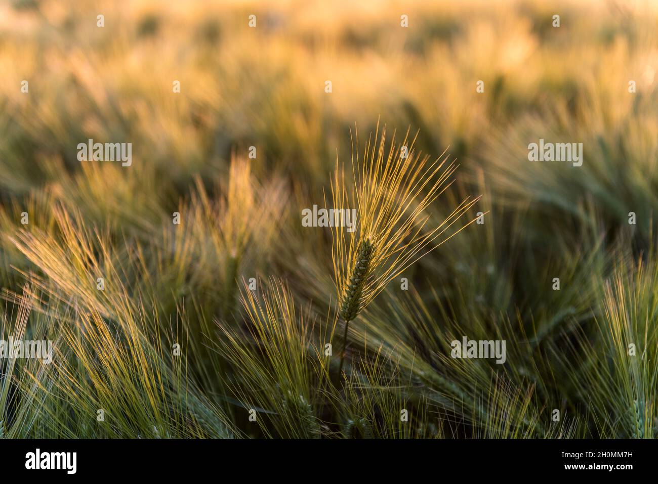 bright single barley ear in a grain field Stock Photo - Alamy