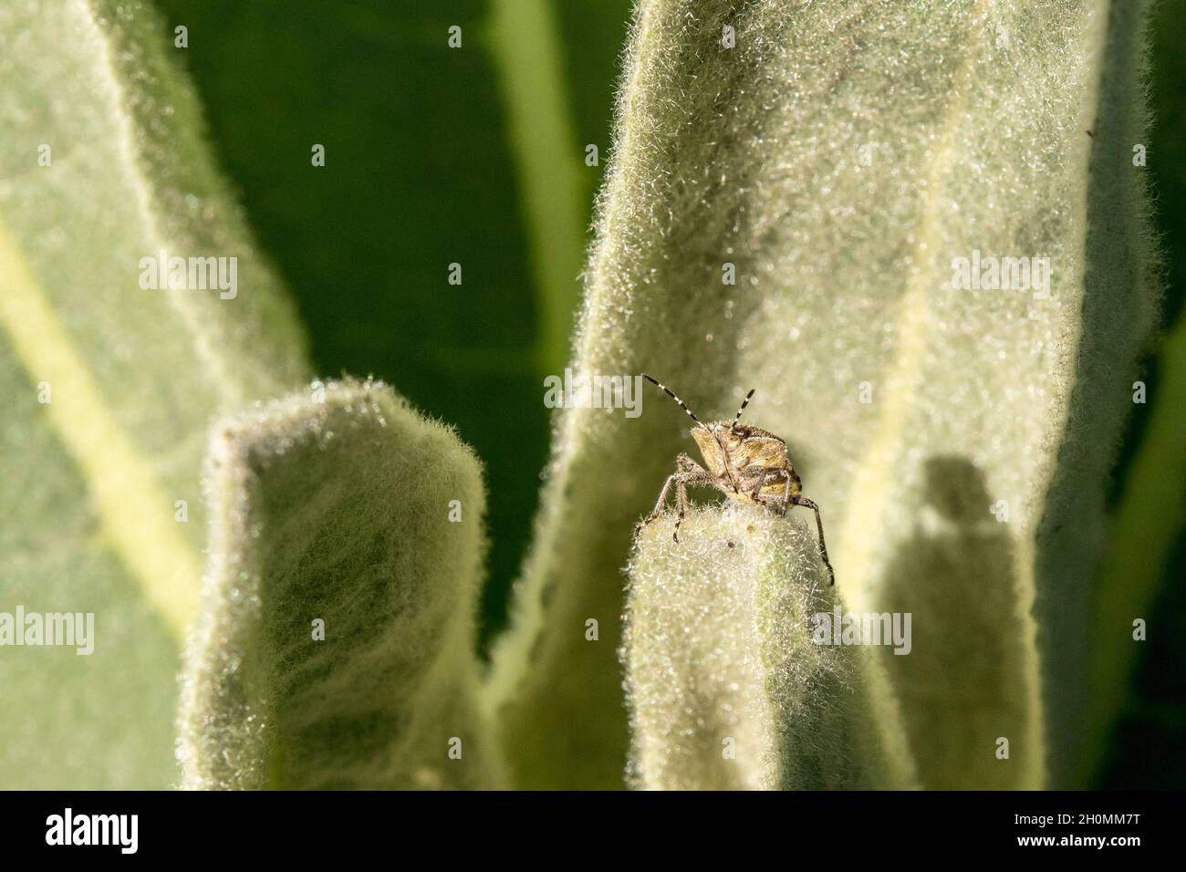 Insect sitting on leaf hi-res stock photography and images - Alamy