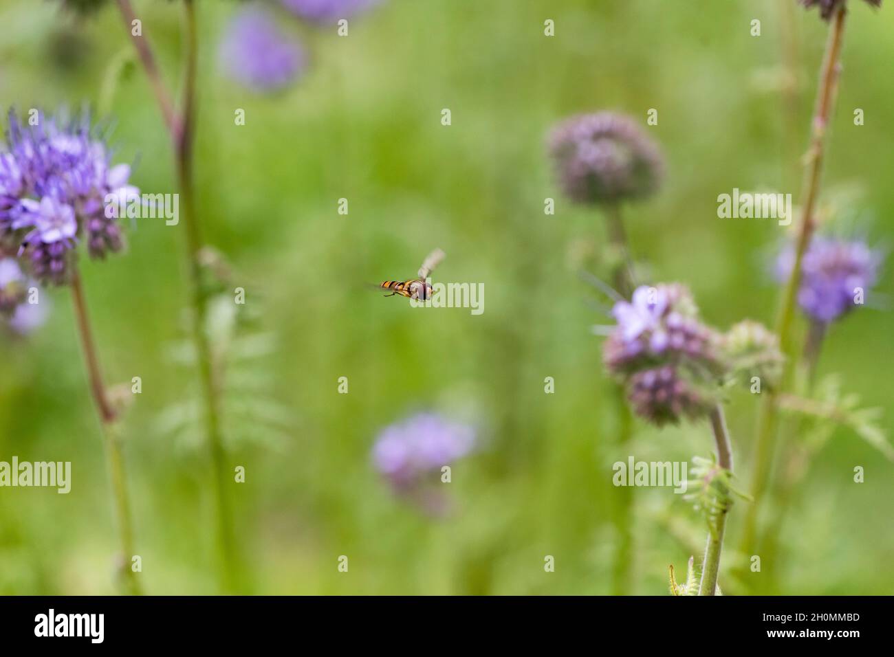 Bee meadow plant hi-res stock photography and images - Alamy