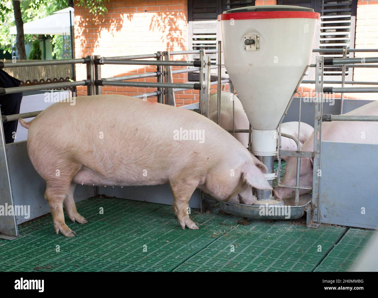 Landrace pig eating from plastic hog feeder on modern plastic flooring ...