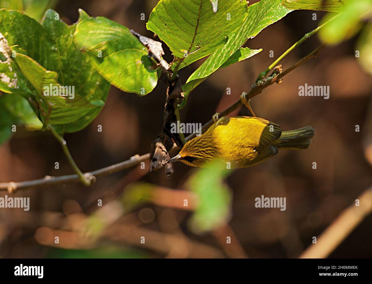 Cyanoderma hi-res stock photography and images - Alamy