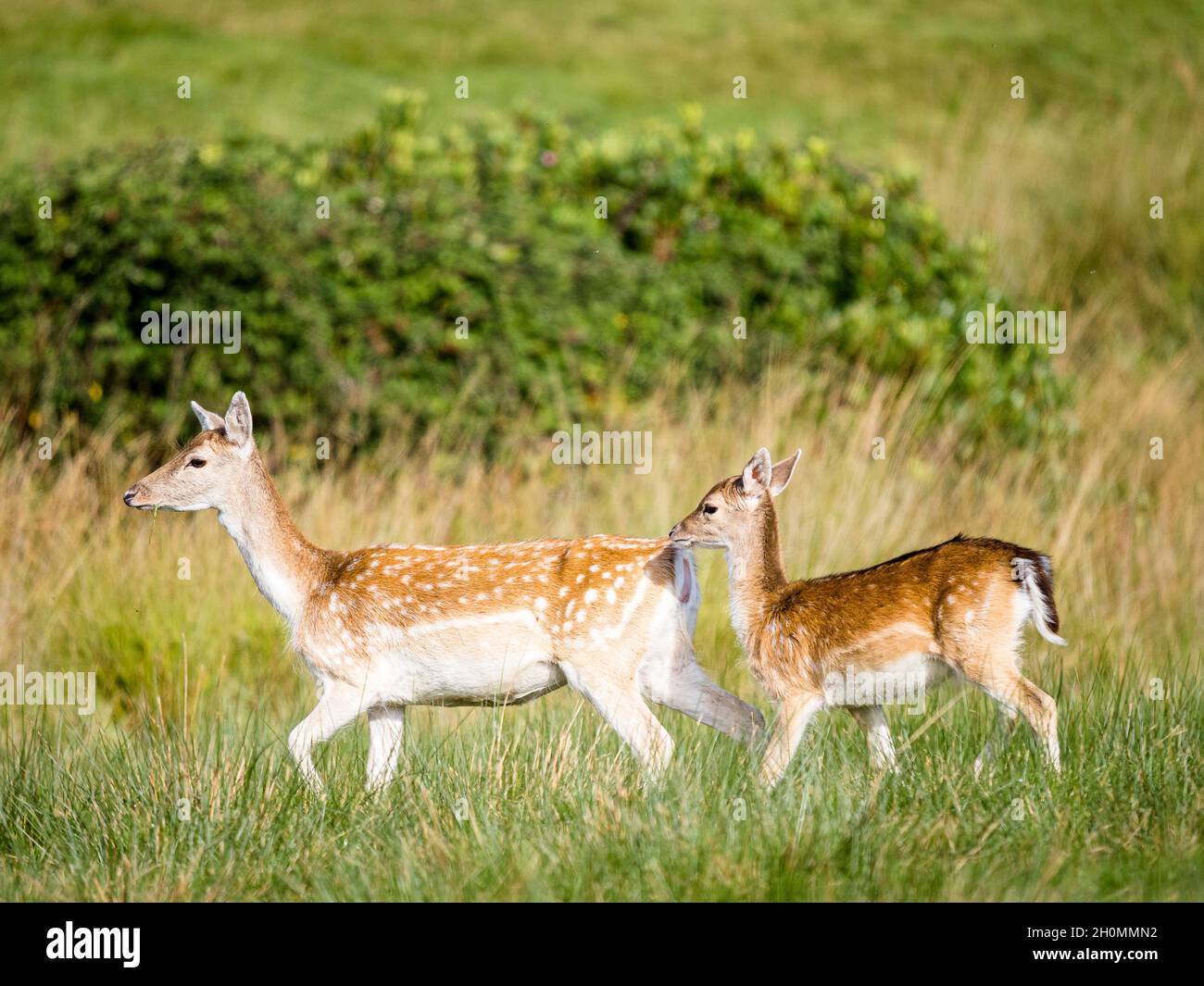 Female fallow deer in Margam Park, South Wales Stock Photo - Alamy