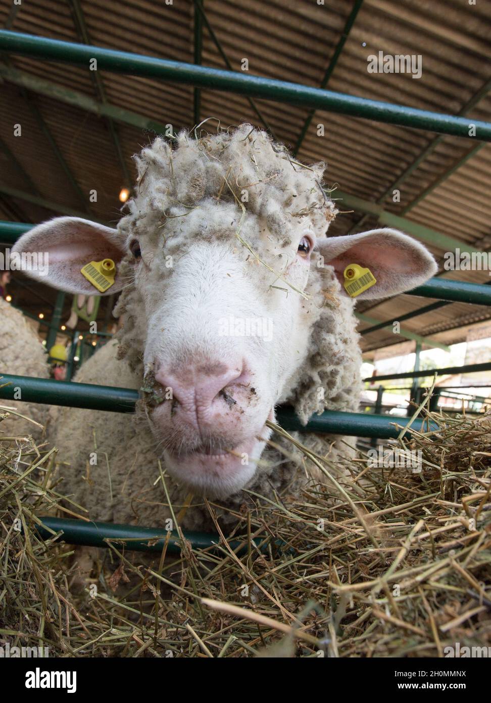 Close up of sheep's head eating hay in barn and looking at camera ...