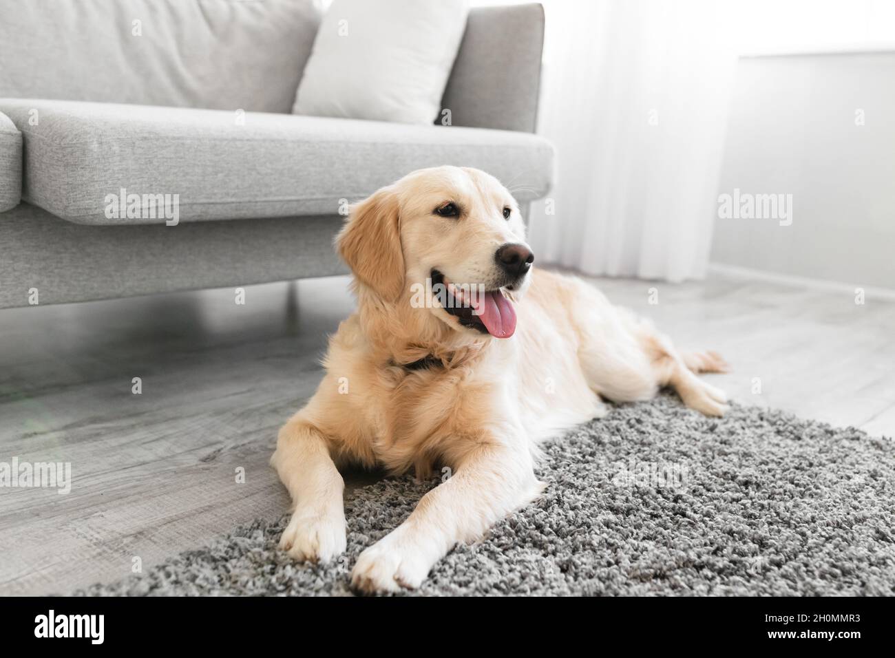 Portrait of cute happy dog lying on rug floor carpet Stock Photo - Alamy