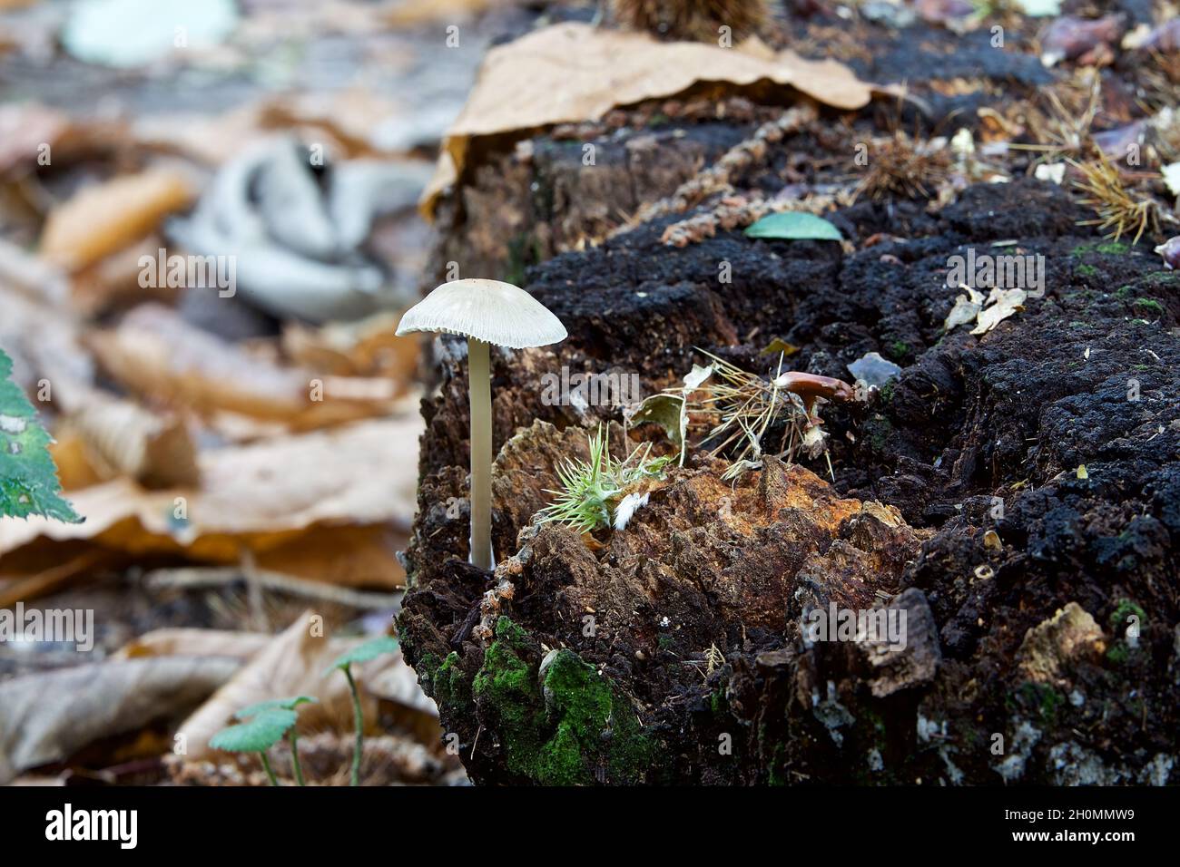 Fungi common mycena hi-res stock photography and images - Alamy