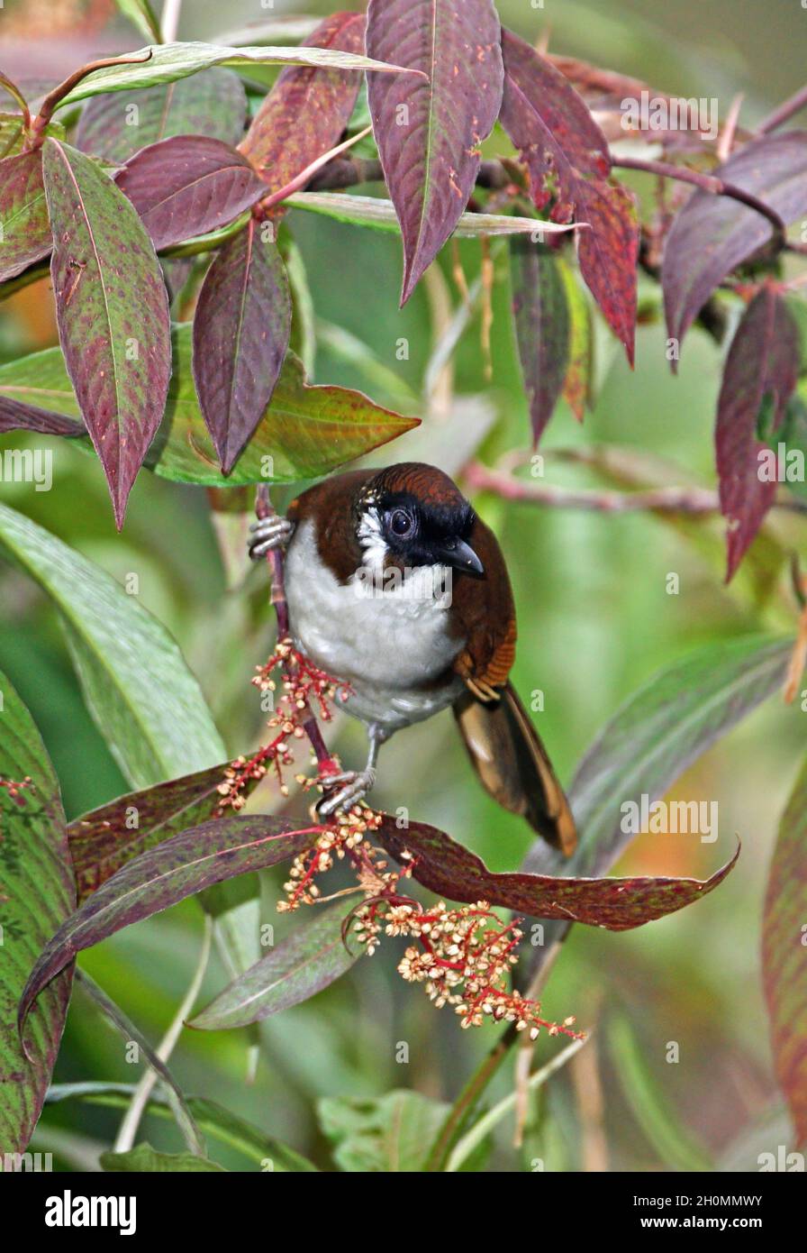 Grey-sided Laughingthrush (Garrulax caerulatus caerulatus) adult ...