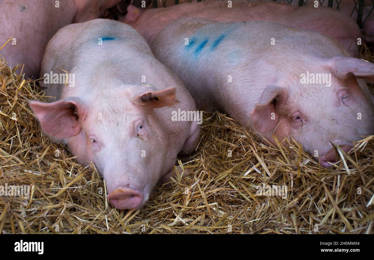 Group of pigs (Large white swine) sleeping on straw in pen Stock Photo ...