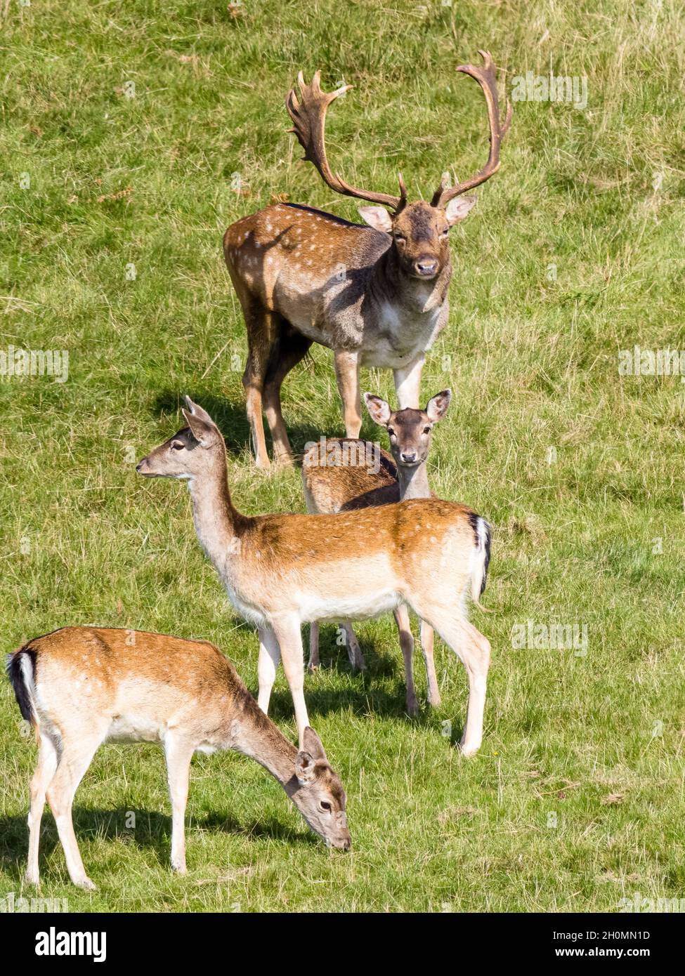 Female fallow deer and stag in Margam Park, South Wales Stock Photo - Alamy