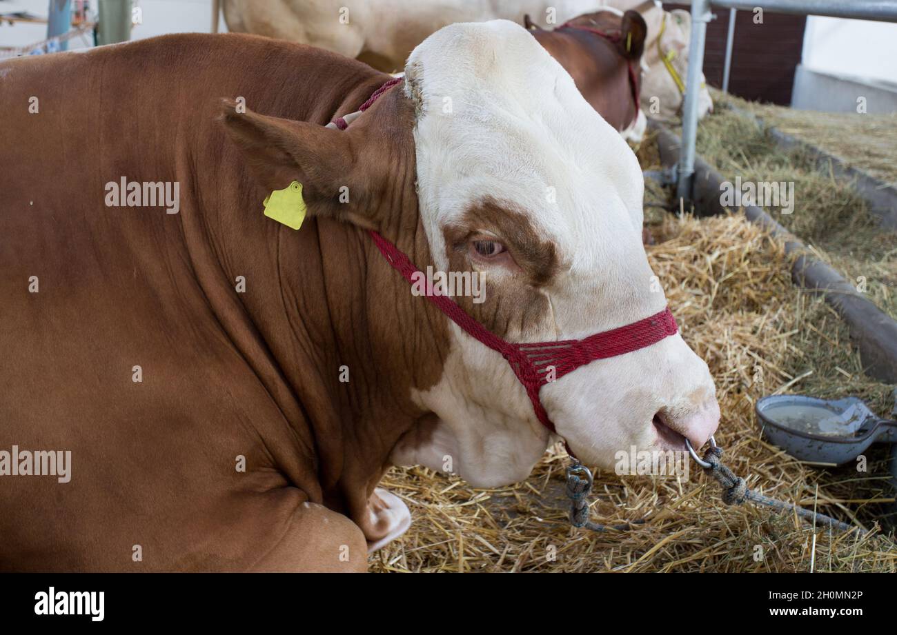 Portrait of bull (Simmental cattle) lying on straw in cow stable Stock ...