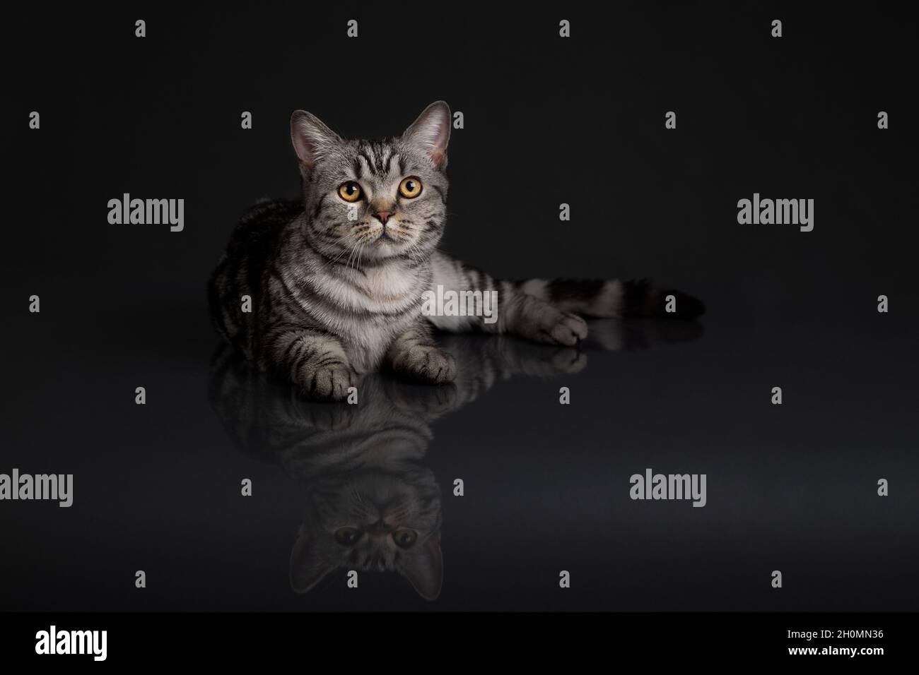 Cat portrait lying down shoot in studio on black background with ...