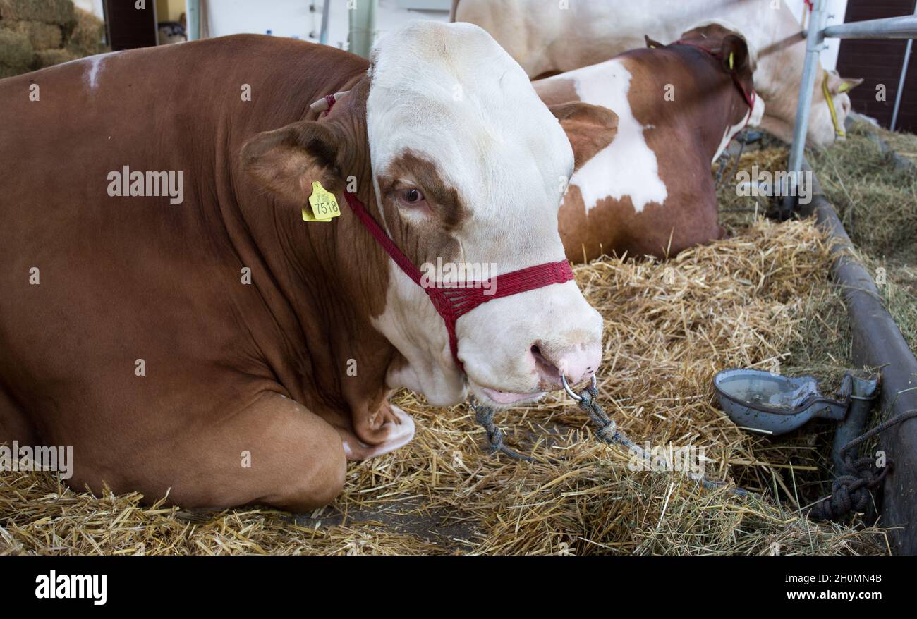 Portrait of bull (Simmental cattle) lying on straw in cow stable Stock ...