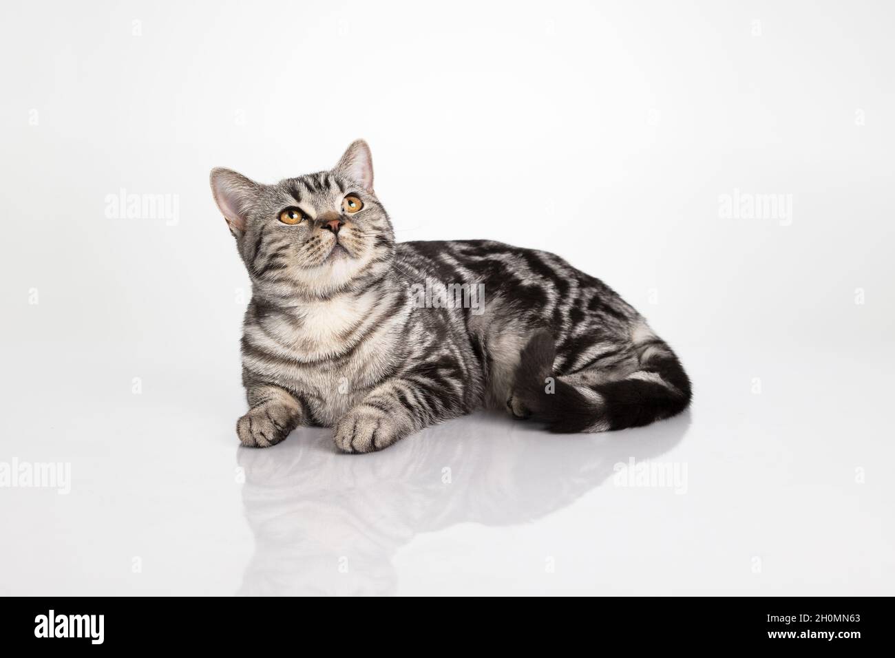 Cat portrait lying down looking up isolated on white background with ...